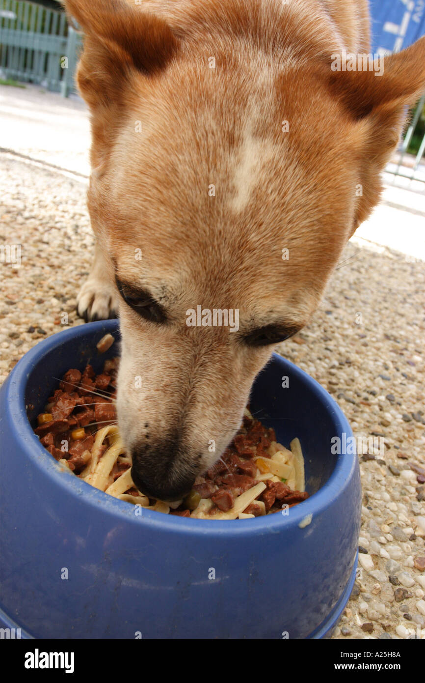 A DOG EATING FROM A BLUE BOWL Stock Photo - Alamy