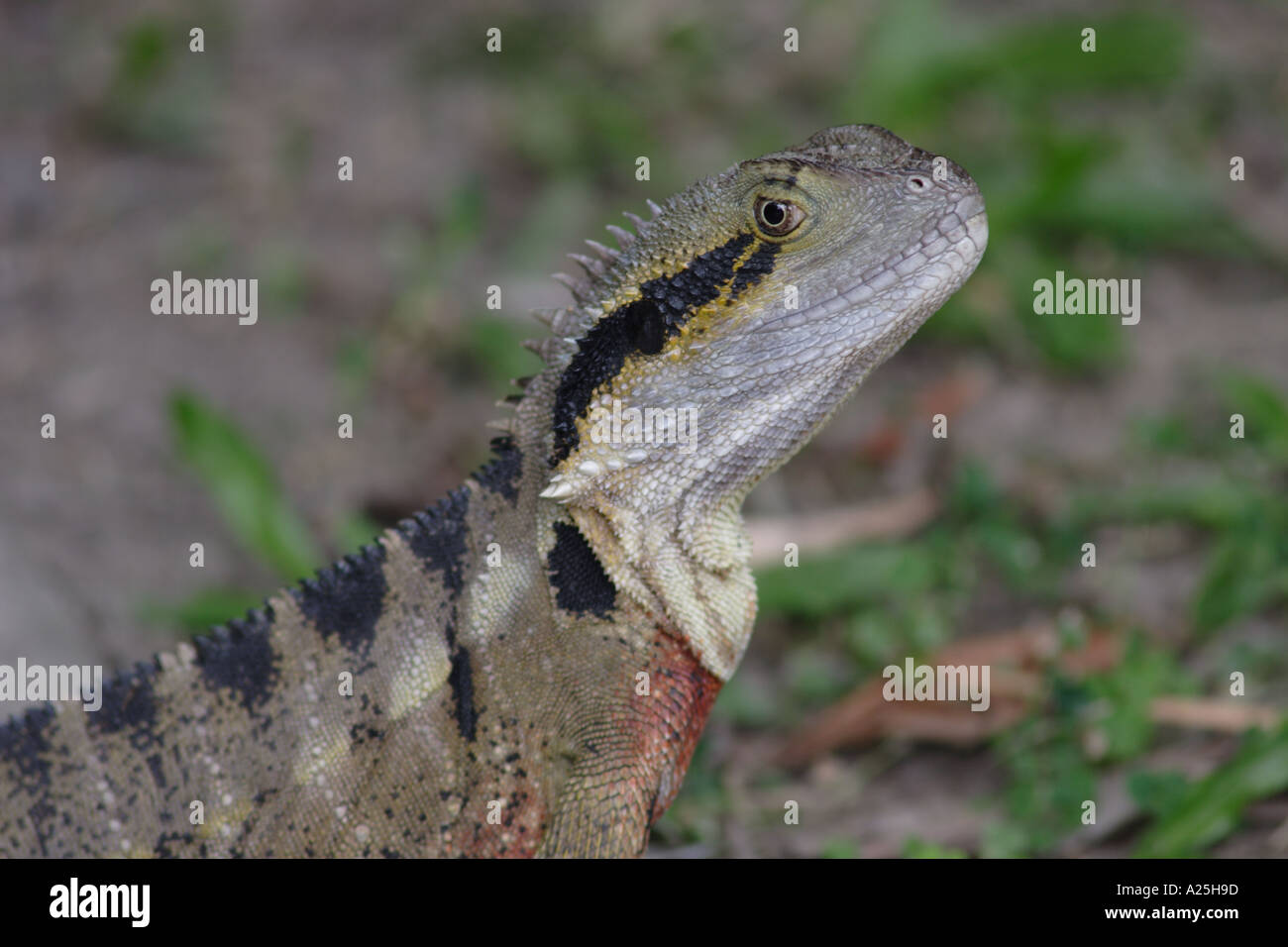 WATER DRAGON ON A LOG Stock Photo - Alamy