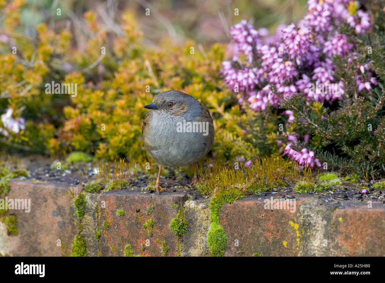 Hedge hopping hi-res stock photography and images - Alamy