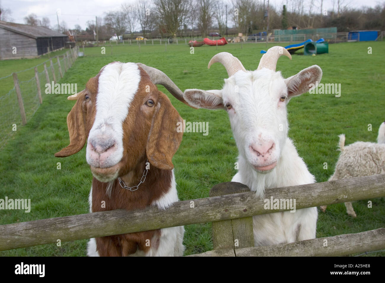 Goats waiting For Feeding time Stock Photo - Alamy