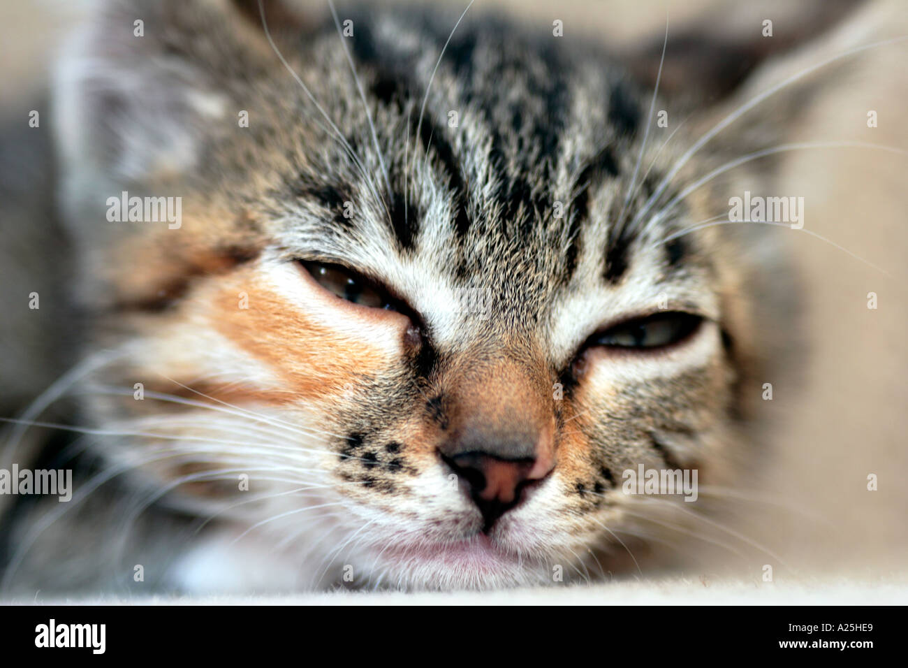 Cute Kitten falling asleep eyes half closed Stock Photo - Alamy
