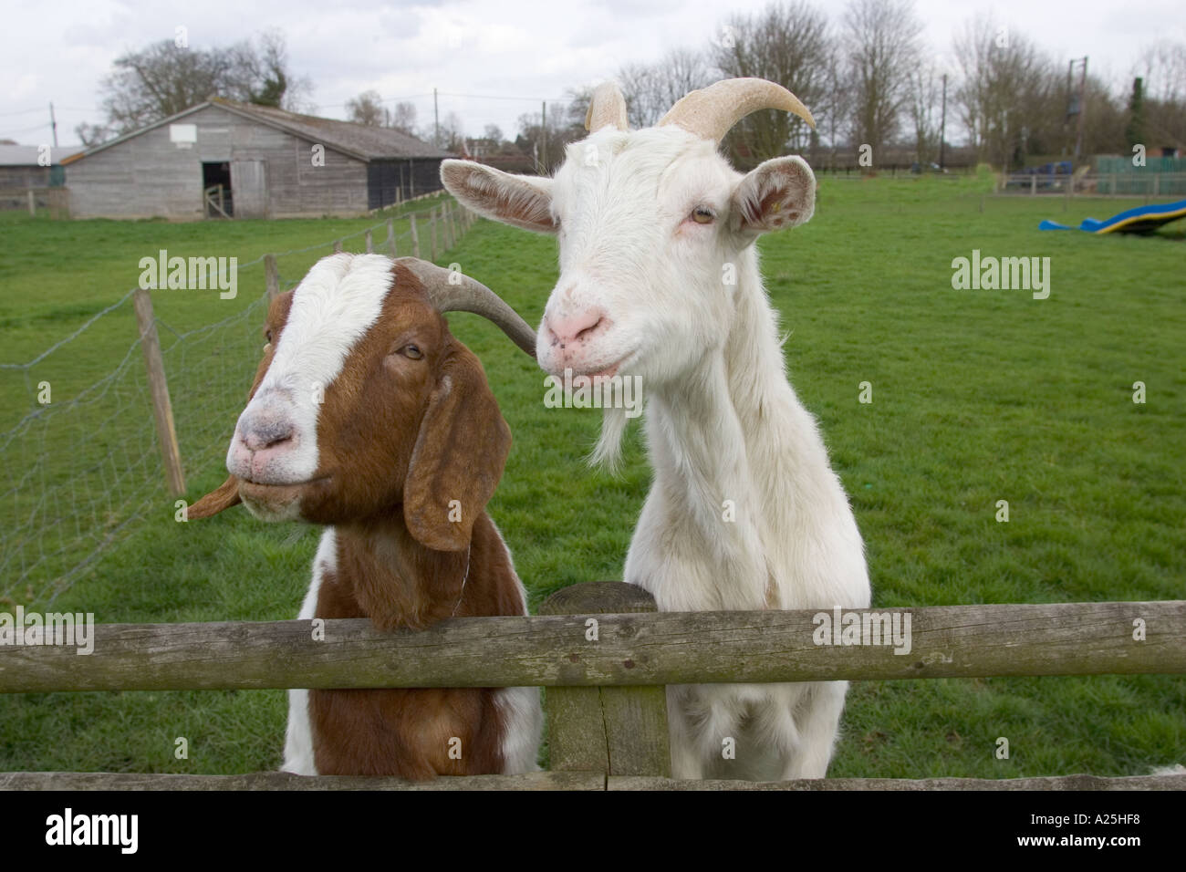 Goats feeding time hi-res stock photography and images - Alamy