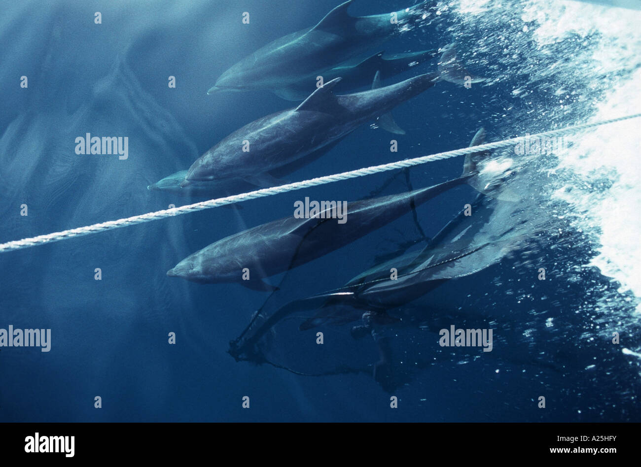dolphins (Delphinidae), in front of the bow of a ship Stock Photo - Alamy
