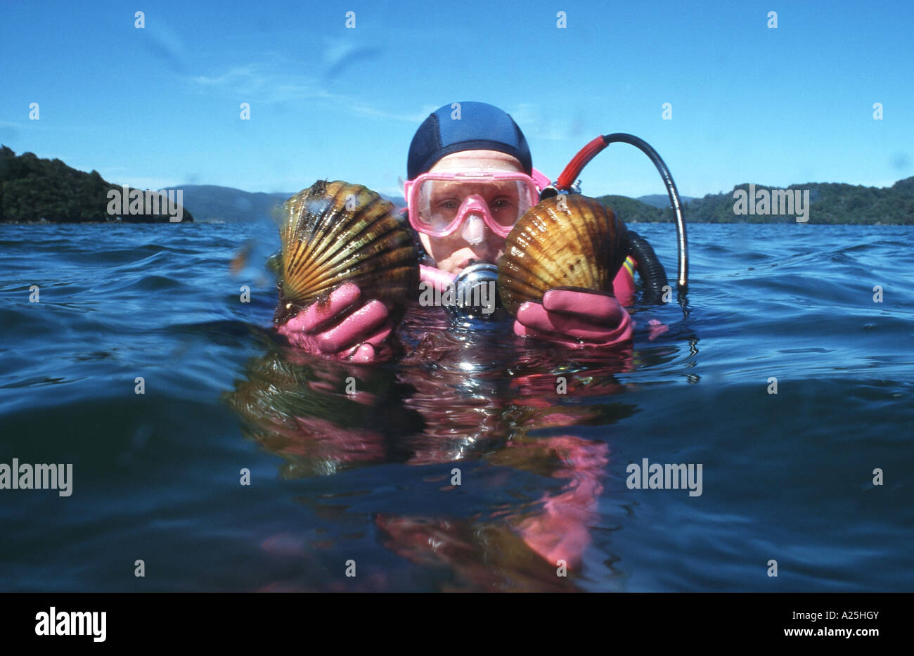 scallops (Pectinidae), diver collecting mules, New Zealand Stock Photo ...