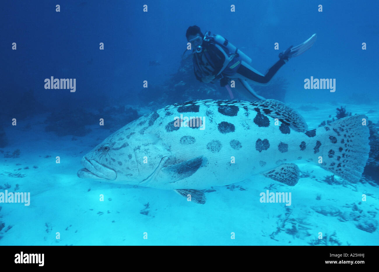groupers (Epinephelus spec.), with diver, Australia Stock Photo - Alamy