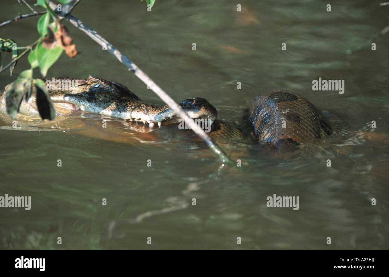 spectacled caiman (Caiman crocodilus), feeding anaconda, water boa ...