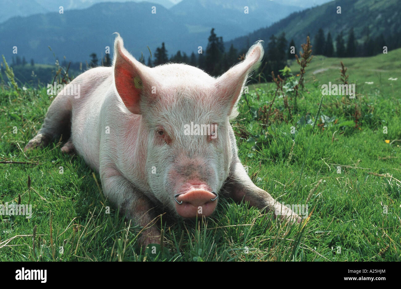 domestic pig (Sus scrofa f. domestica), lying on meadow Stock Photo - Alamy