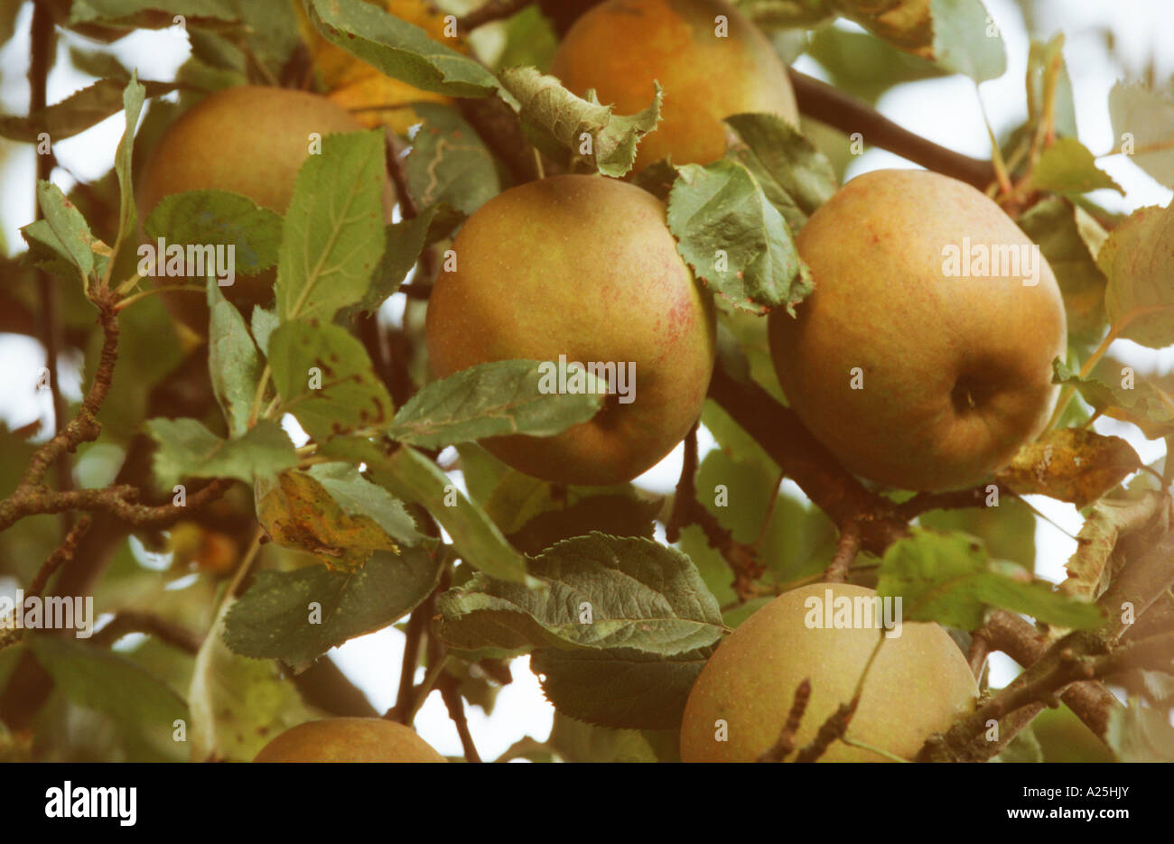 apple tree (Malus domestica 'Boskoop', Malus domestica Boskoop), apples ...