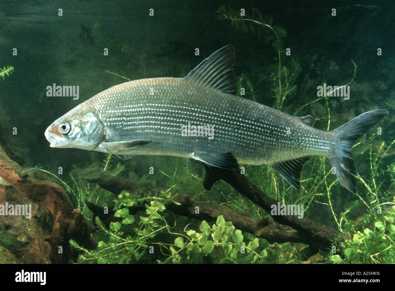 Coregonus widegreni, Coregonus lavaretus Stock Photo - Alamy