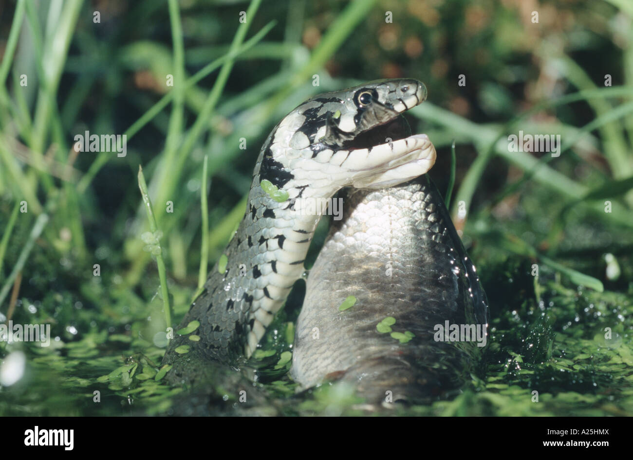 grass snake (Natrix natrix), carrying prey out of pond, Germany ...