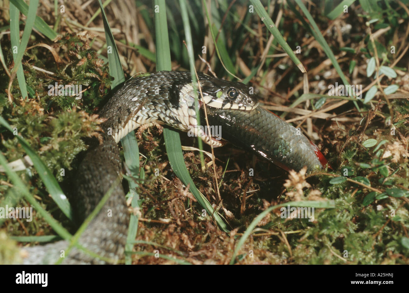 Fish and snake hi-res stock photography and images - Alamy