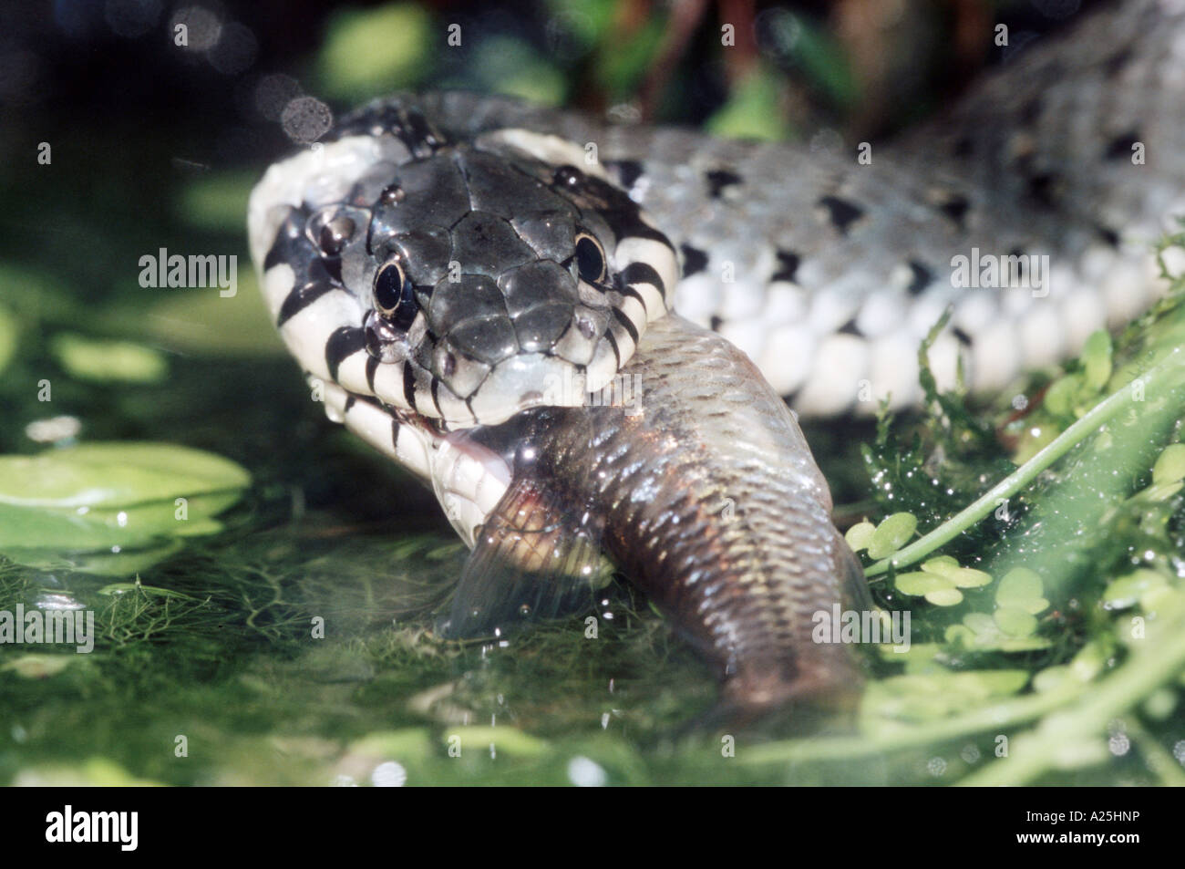 Fish and snake hi-res stock photography and images - Alamy