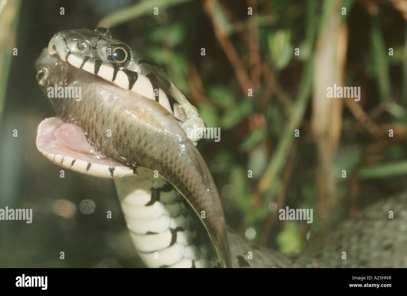 Fish and snake hi-res stock photography and images - Alamy