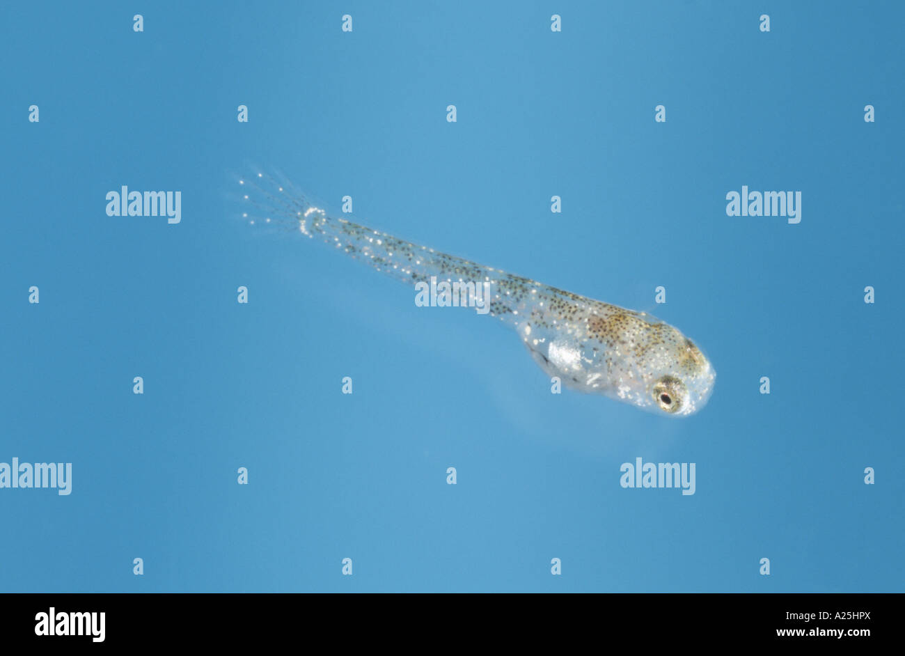 sesert pupish (Cyprinodon macularis), larva 10 mm, USA, Arizona, Boyce ...