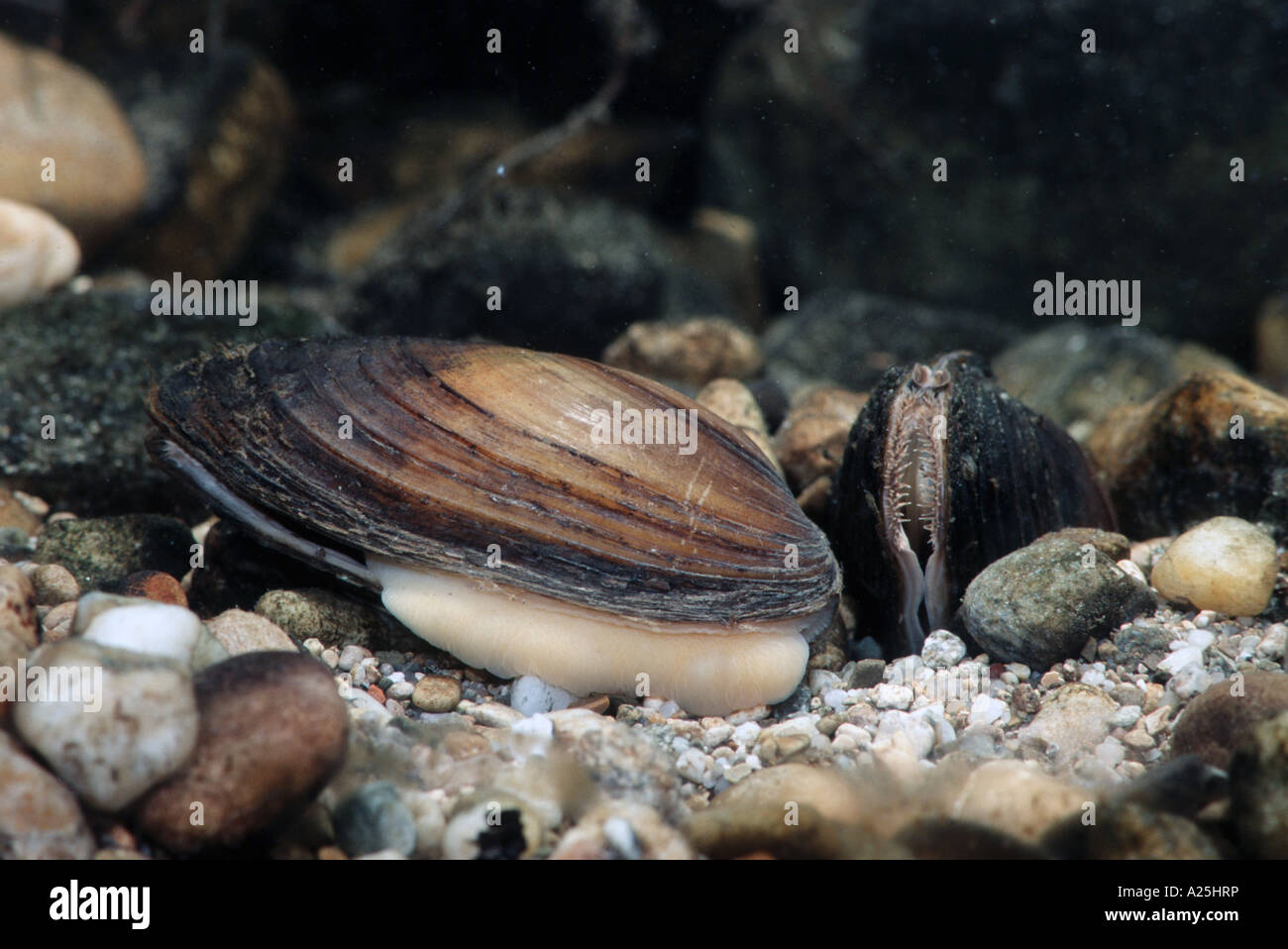 Open mussels underwater hi-res stock photography and images - Alamy