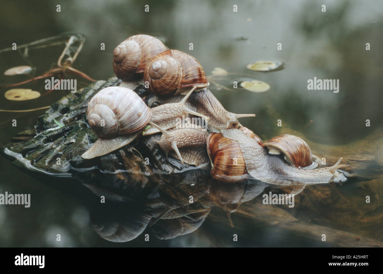 Escargot comestible hi-res stock photography and images - Alamy