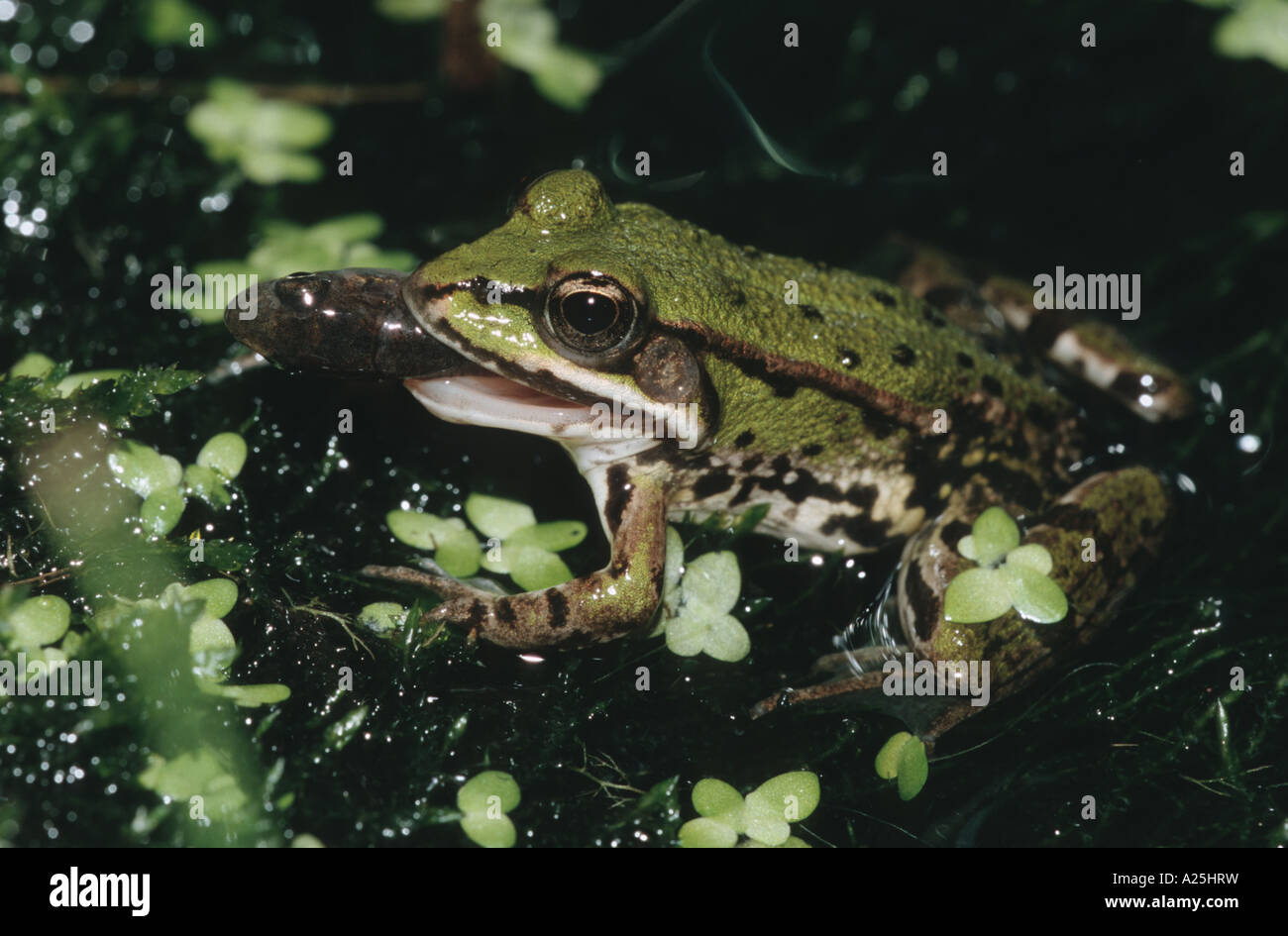 European edible frog (Rana esculenta), feeding on a fish, Germany ...