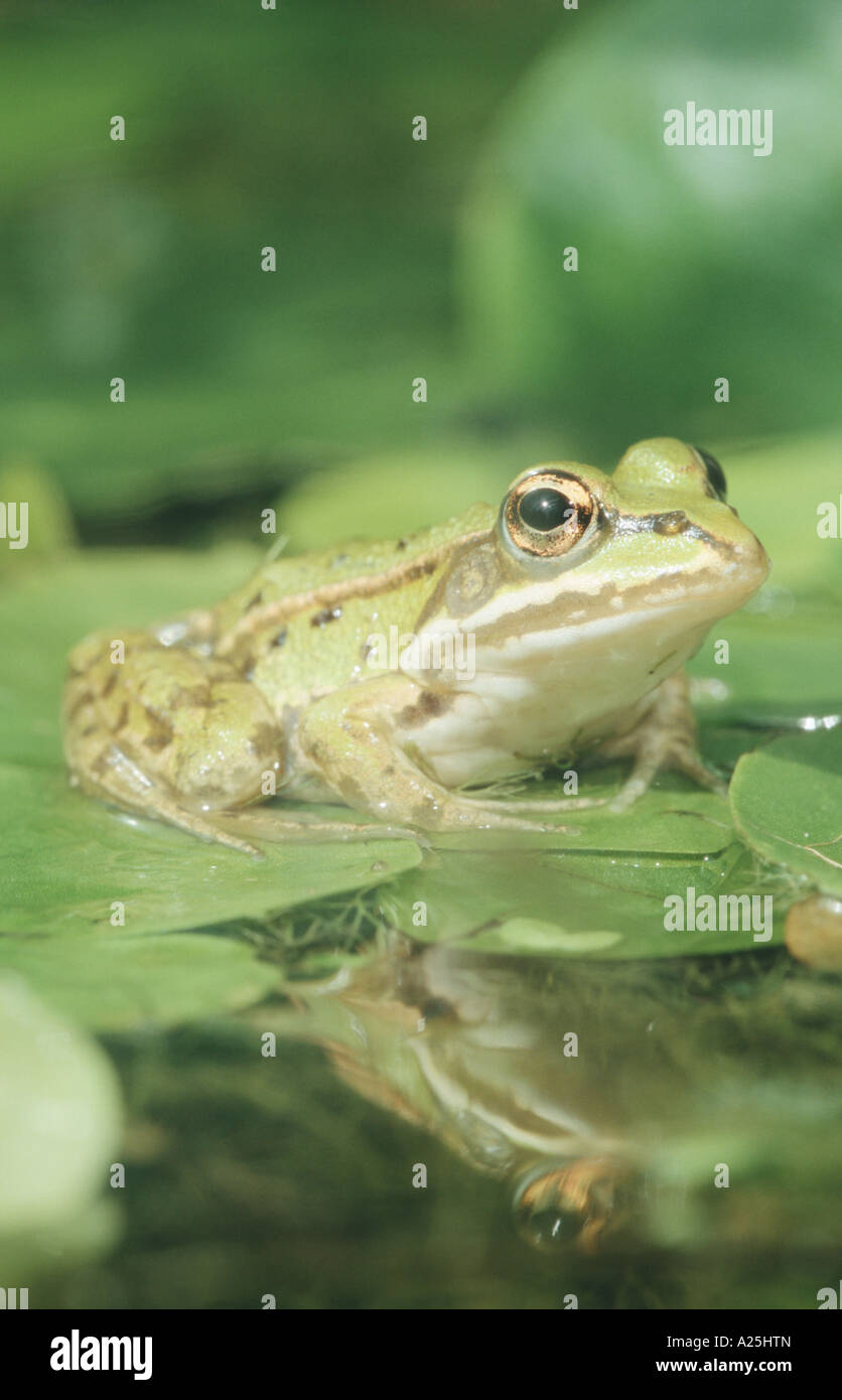 European edible frog (Rana esculenta), between waterweed; mirror image ...