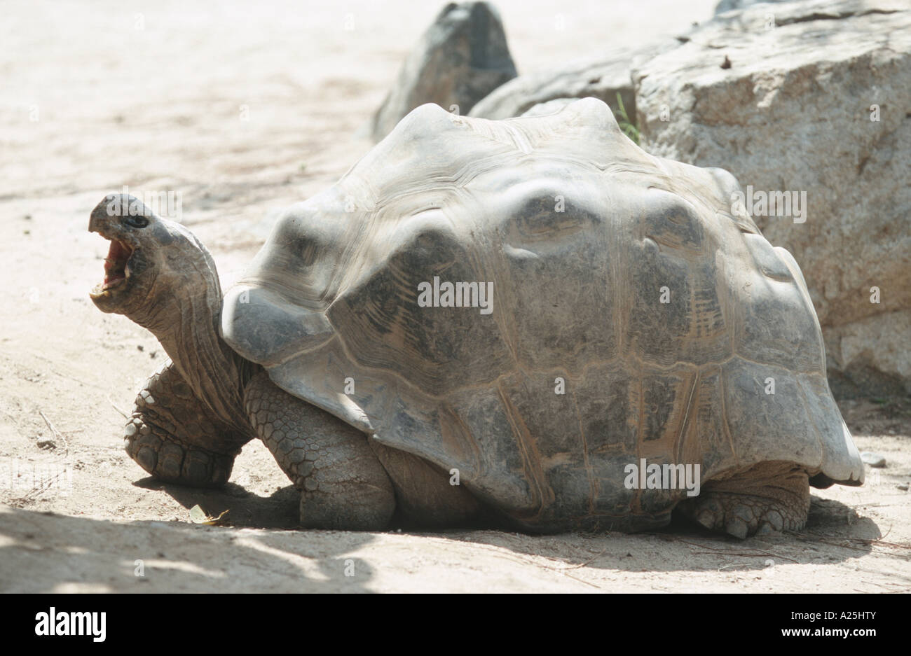 Galapagos giant tortoise (Geochelone elephantopus, Geochelone nigra ...