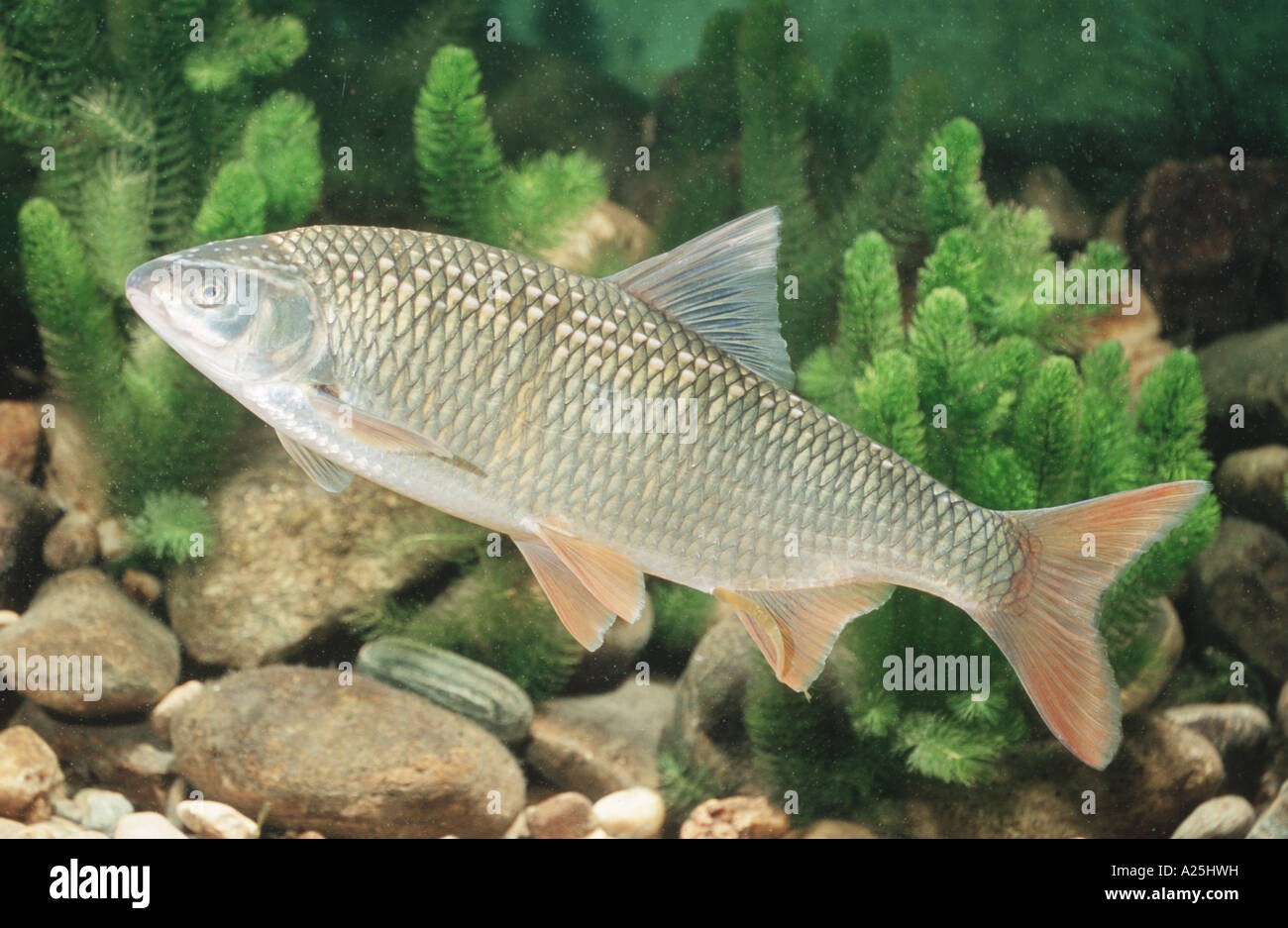 Danubian roach (Rutilus pigus virgo), male with nuptial colouration ...