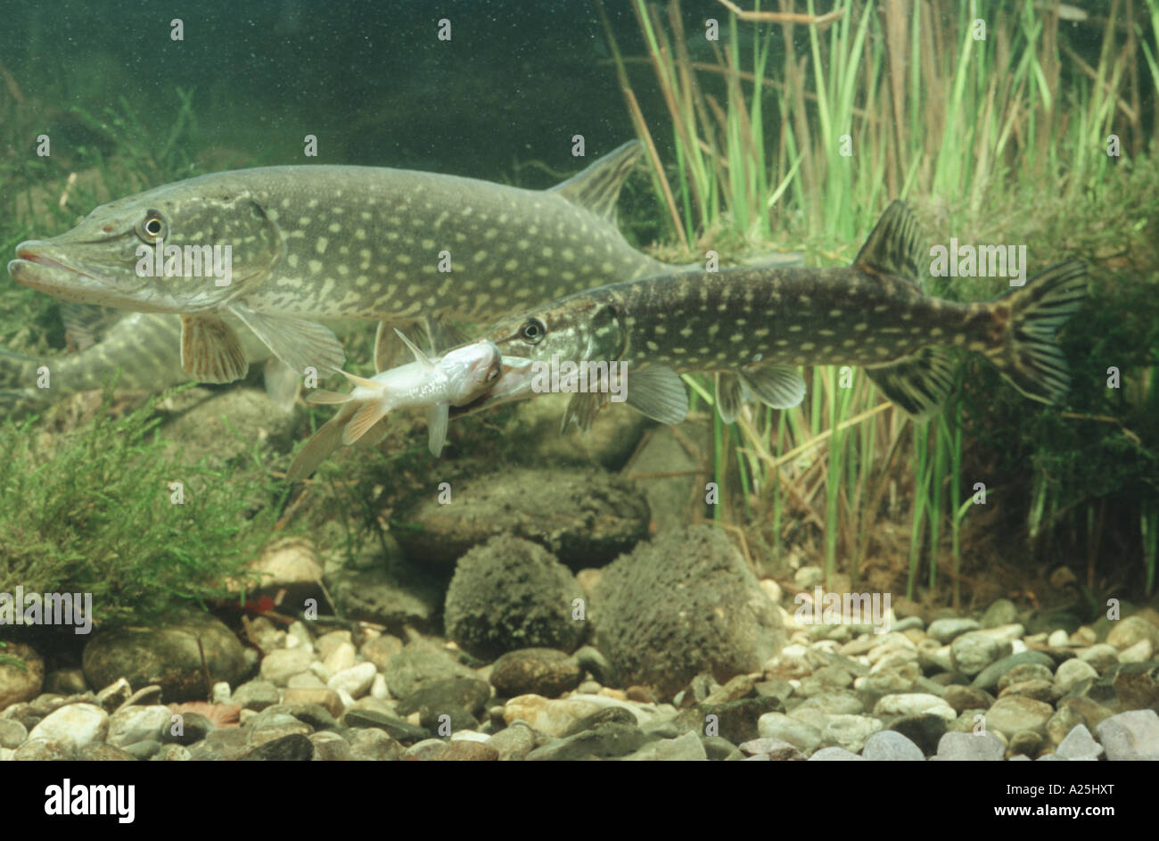 Twi fishes hi-res stock photography and images - Alamy