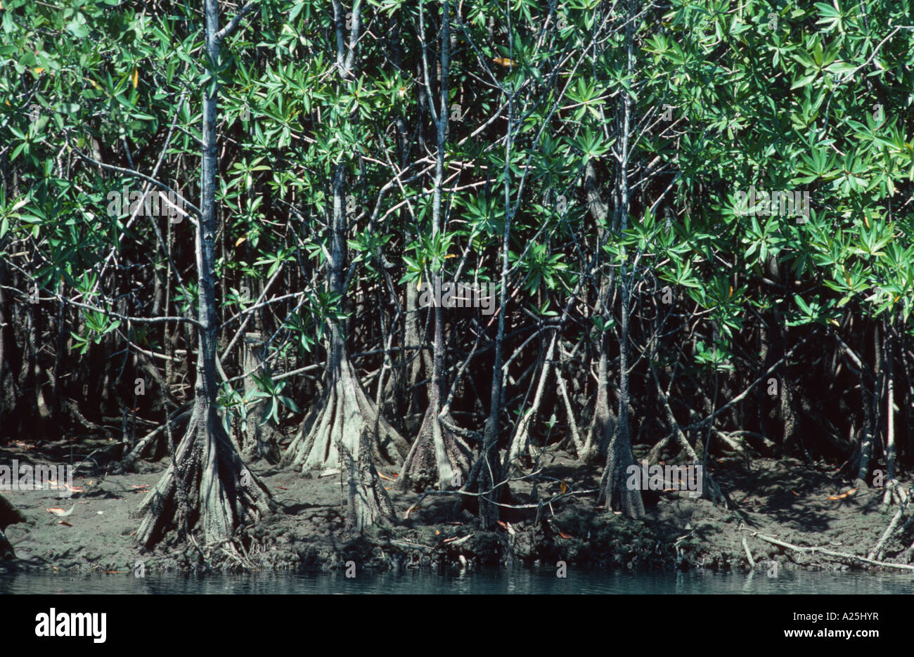 Tea mangrove hi-res stock photography and images - Alamy