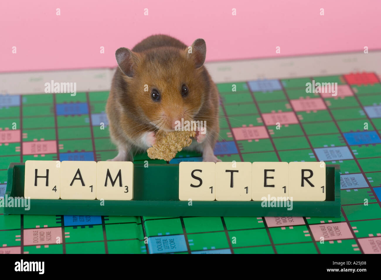 Scrabble animal hi-res stock photography and images - Alamy