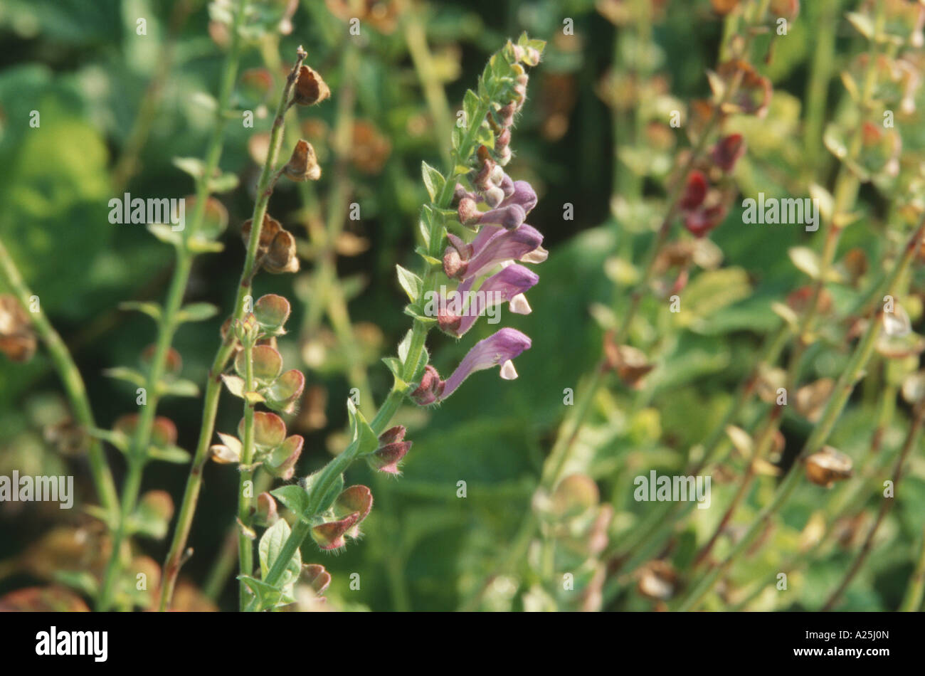 Skullcap plant hi-res stock photography and images - Alamy