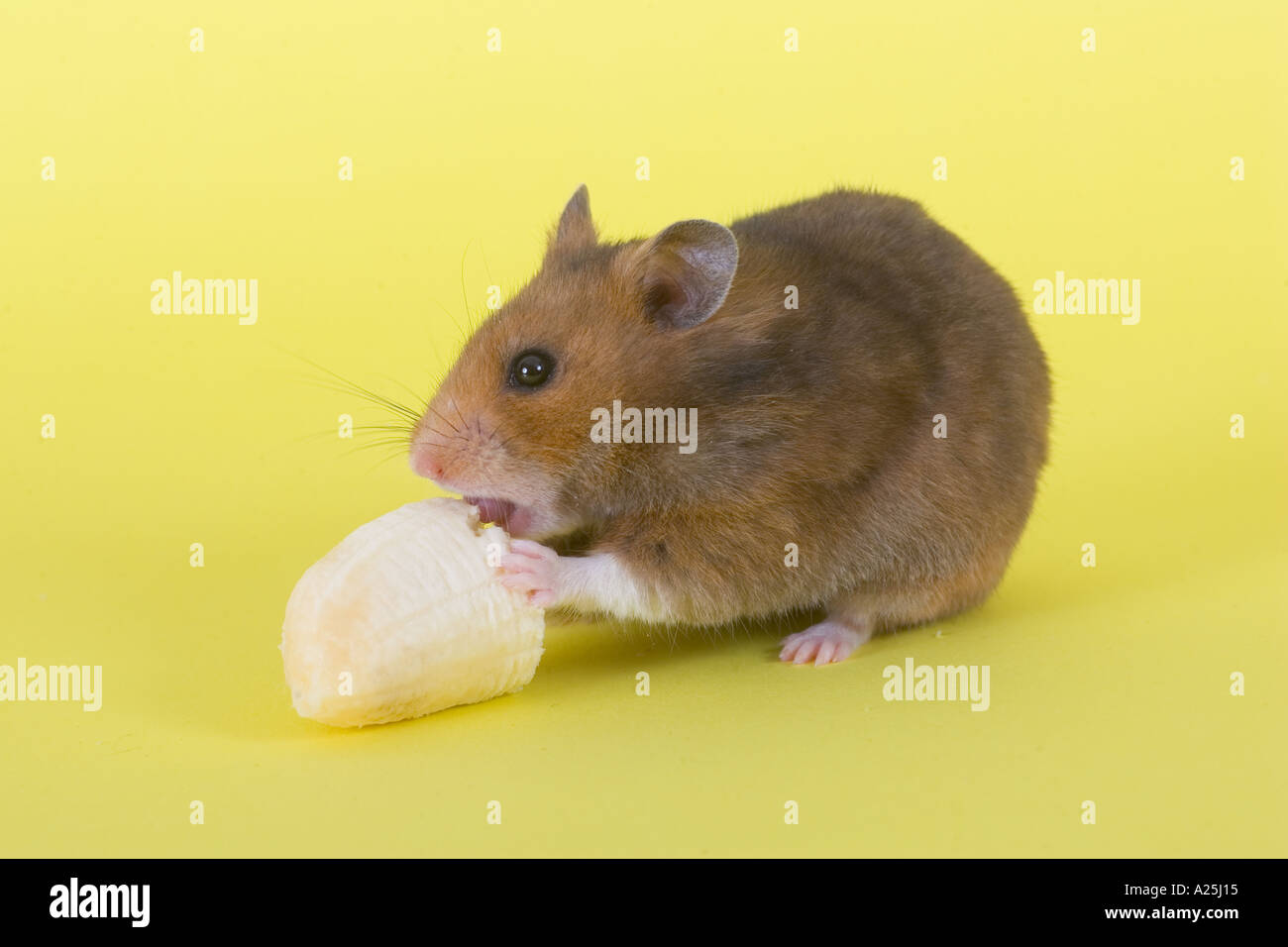 Pet hamster eating banana hi-res stock photography and images - Alamy