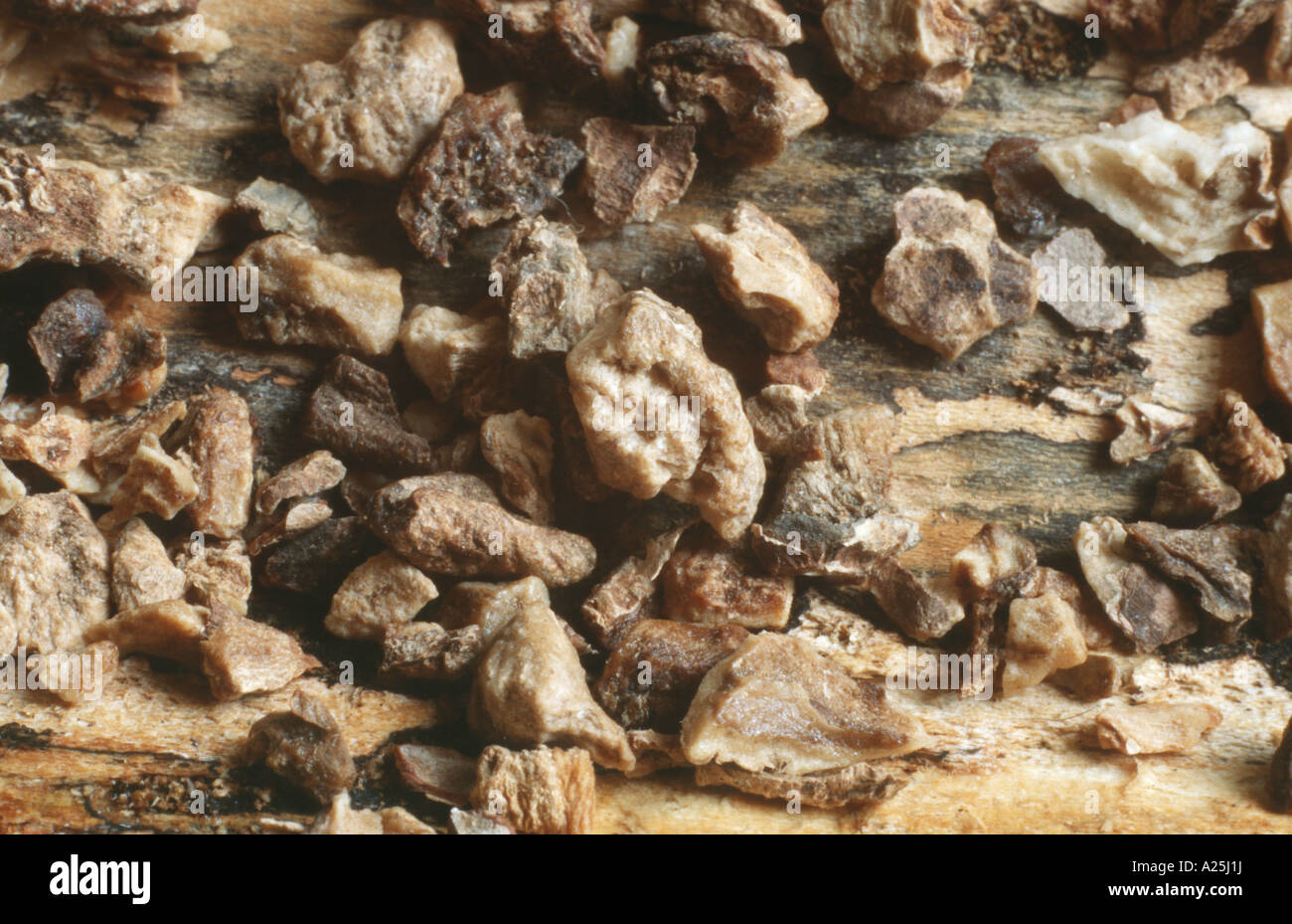 grapple plant, devil's claw (Harpagophytum procumbens), dried parts of ...