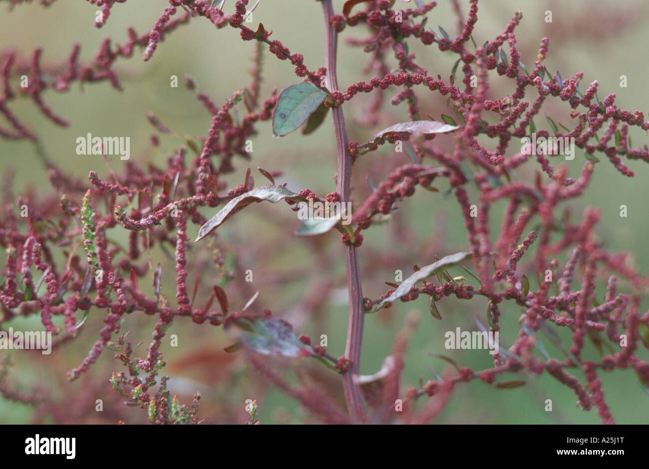 Chenopodium ambrosioides hi-res stock photography and images - Alamy