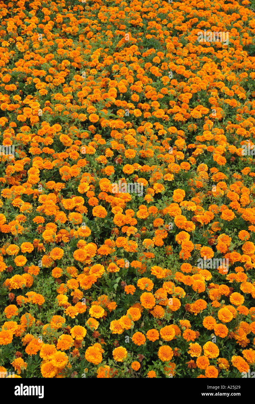 Field of marigold flowers Stock Photo - Alamy