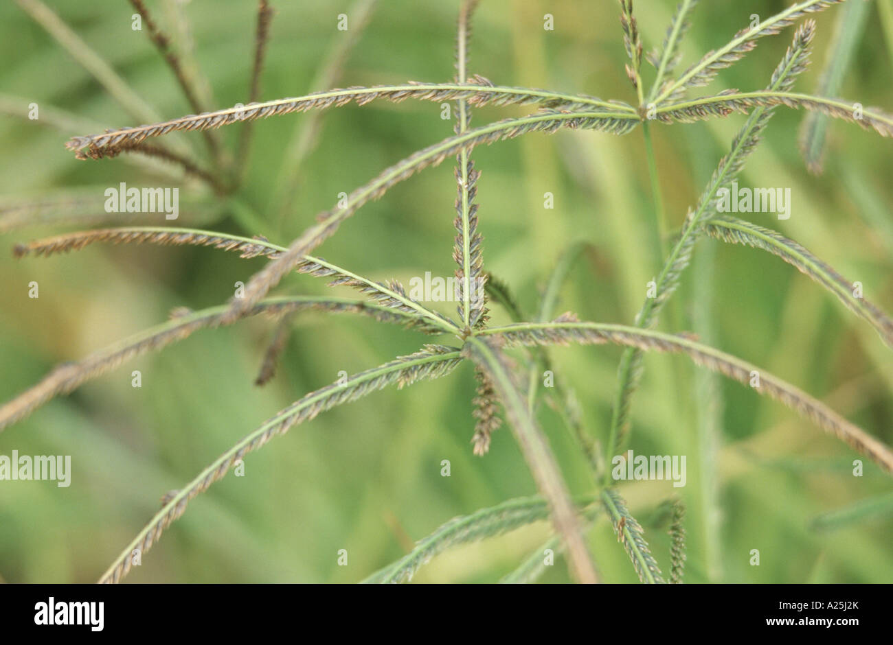 goosegrass, manienie-ali'I, India goosegrass (Eleusine indica), spikes ...