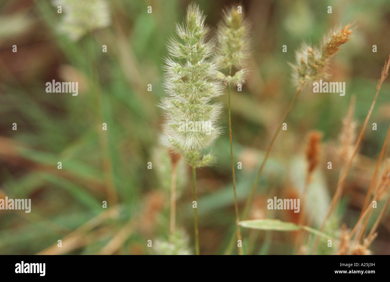 annual beard-grass, rabbitfoot polypogon (Polypogon monspeliensis ...