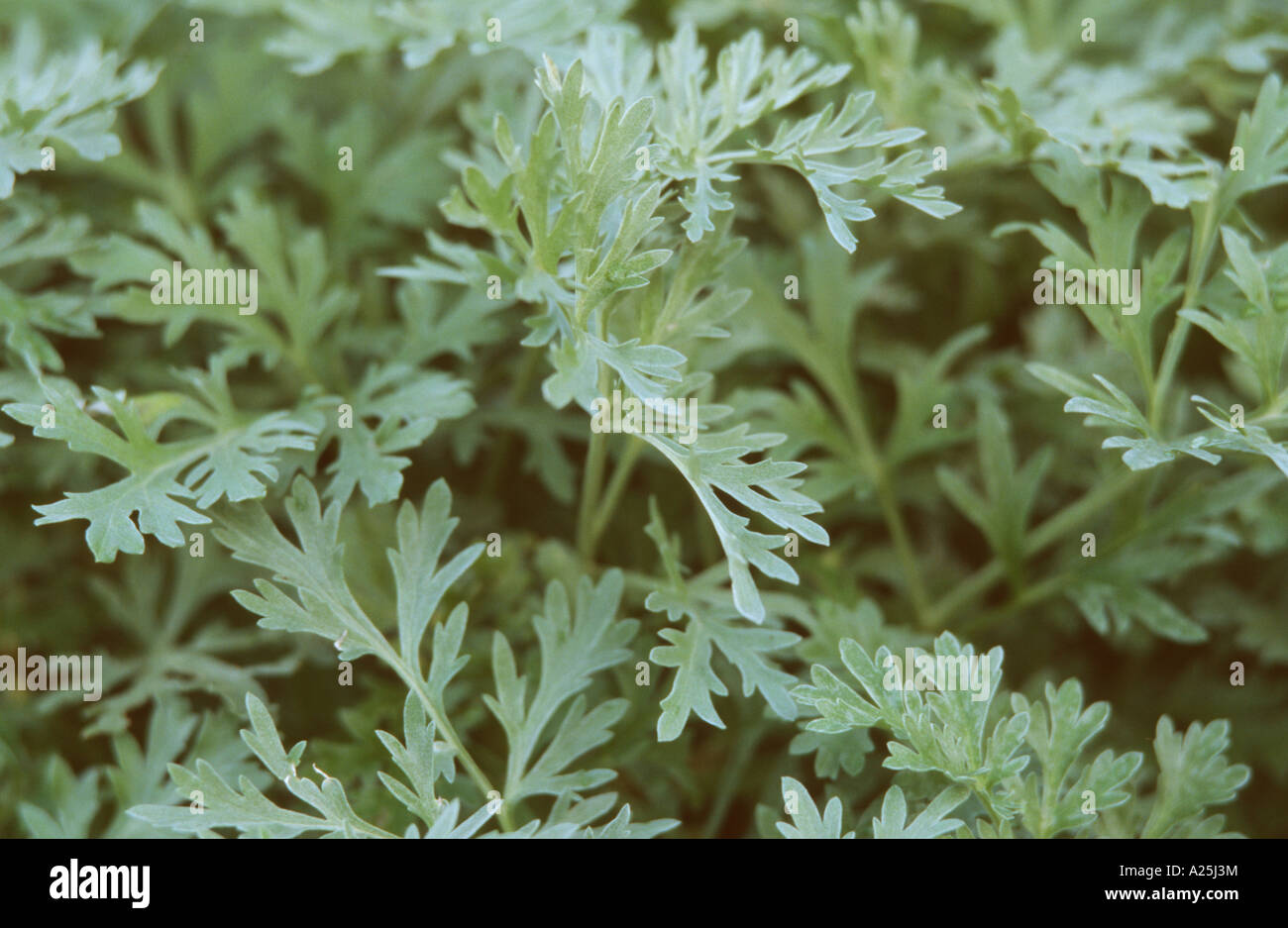 Plant species artemisia absinthium hi-res stock photography and images ...
