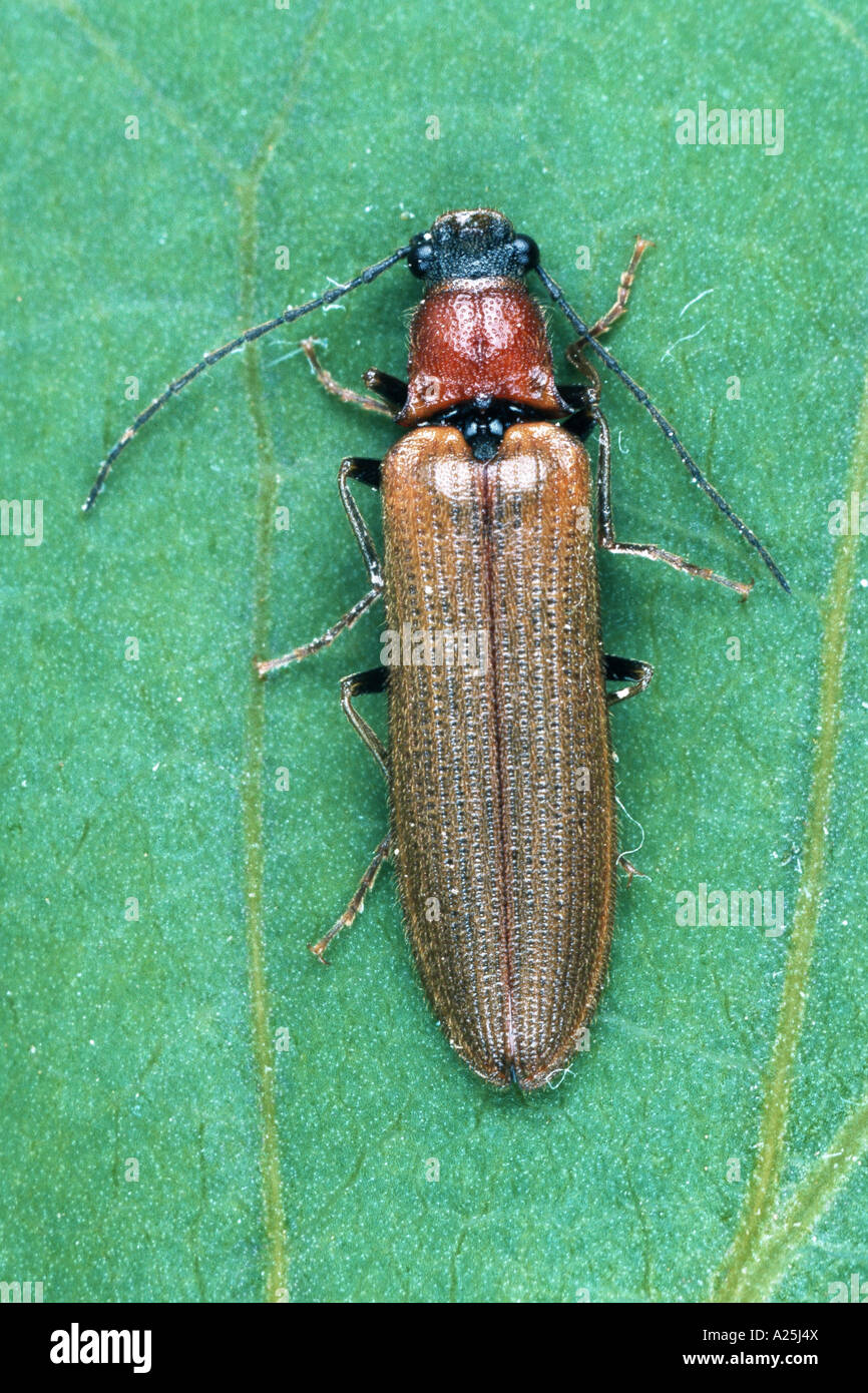 Click beetles hi-res stock photography and images - Alamy
