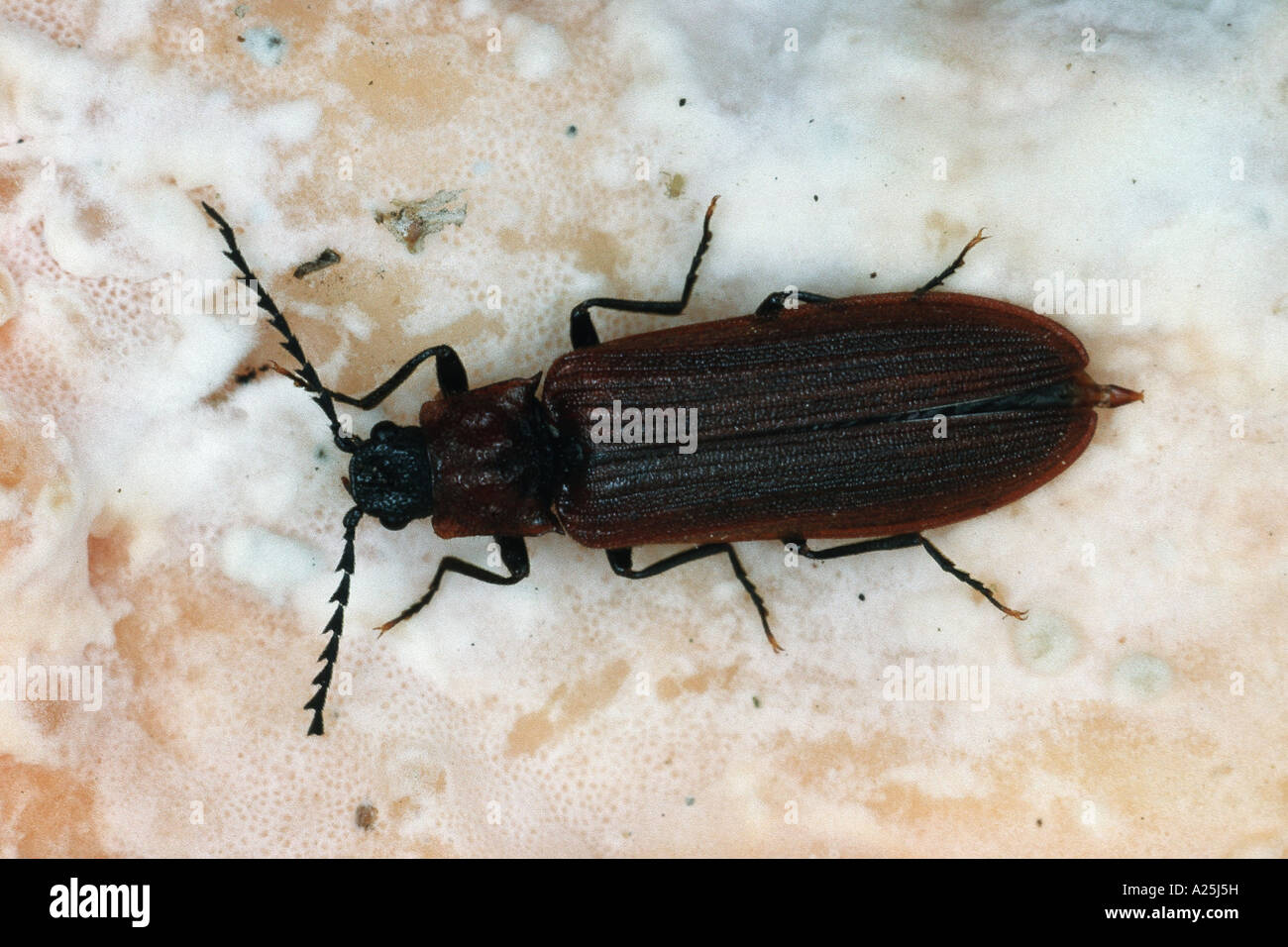 Denticollis hi-res stock photography and images - Alamy