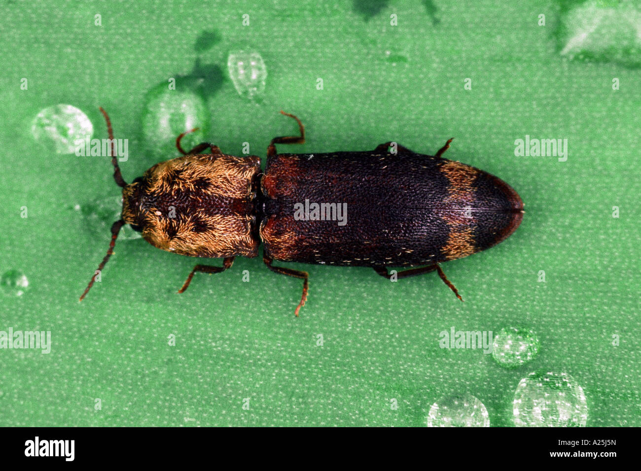 click beetles, elater (Lacon quercus), imago Stock Photo - Alamy