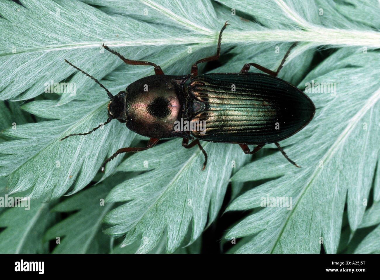 shiny click beetle (Selatosomus aeneus), imago Stock Photo - Alamy