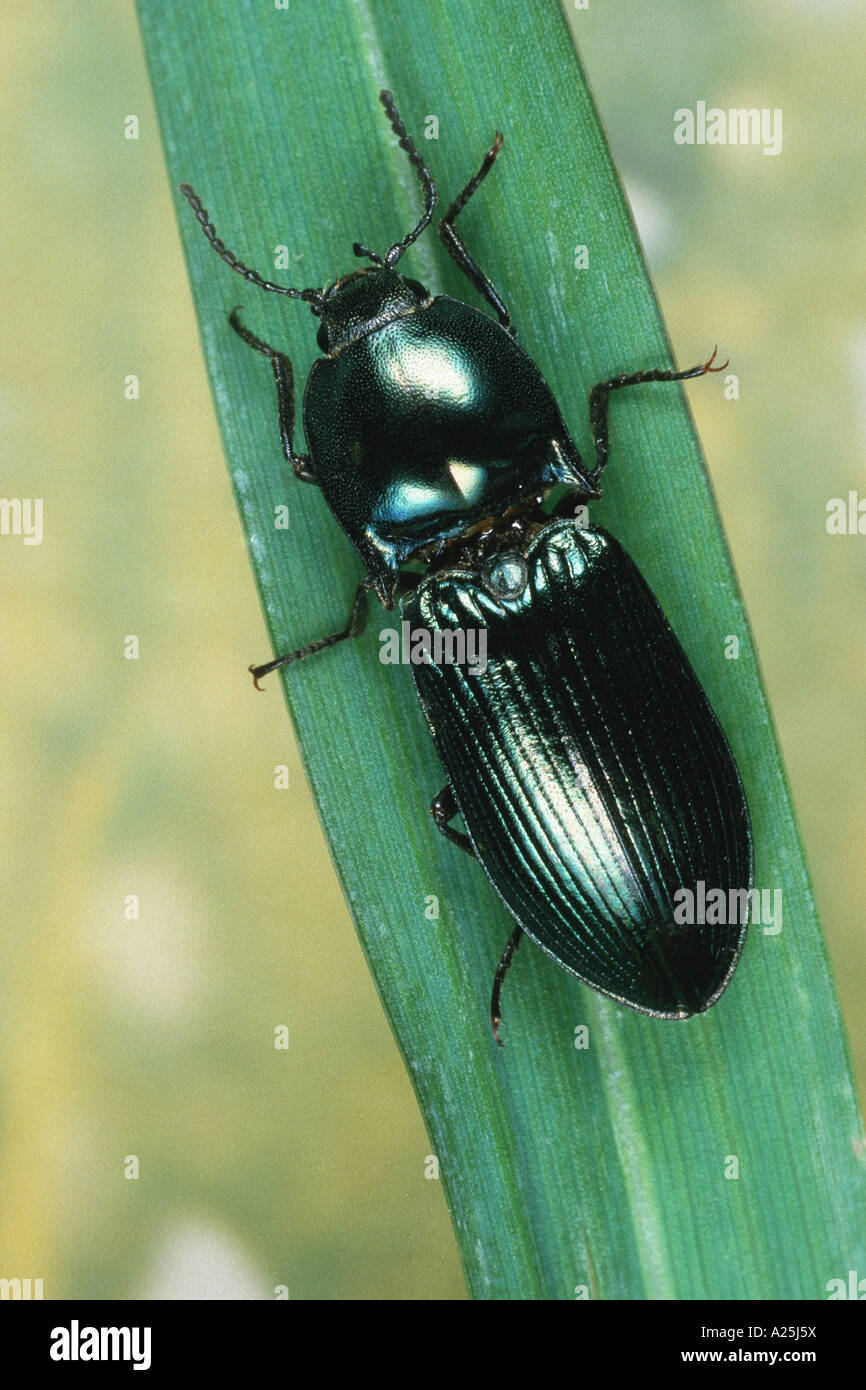 shiny click beetle (Selatosomus aeneus), imago Stock Photo - Alamy
