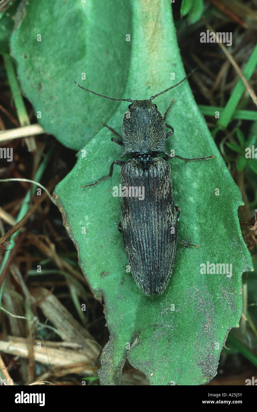 click beetle (Harminius undulatus), imago Stock Photo - Alamy