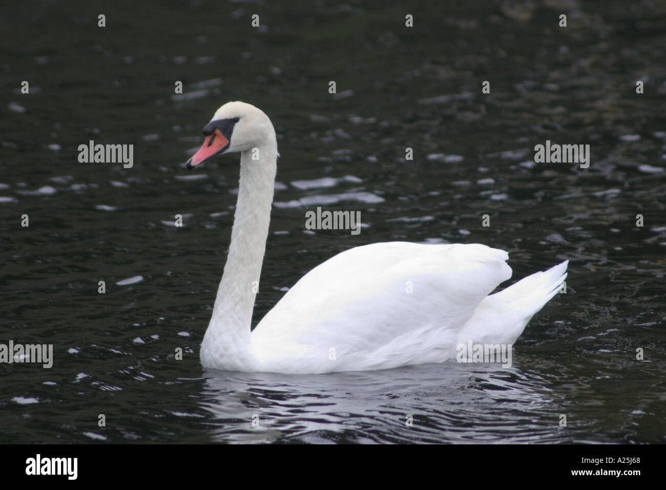 swan floating in water Stock Photo - Alamy