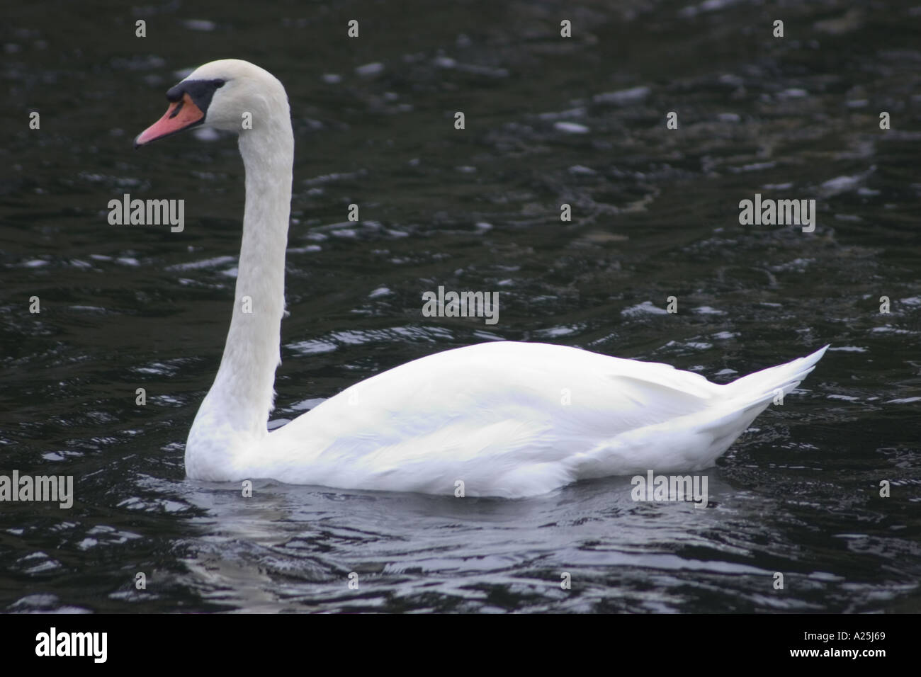 swan floating in water Stock Photo - Alamy