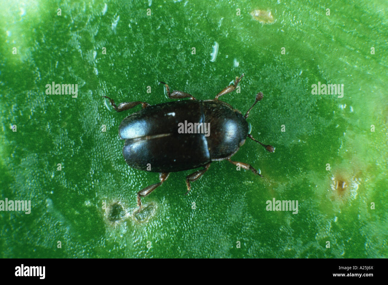 pollen beetle (Meligethes aeneus), imago Stock Photo - Alamy