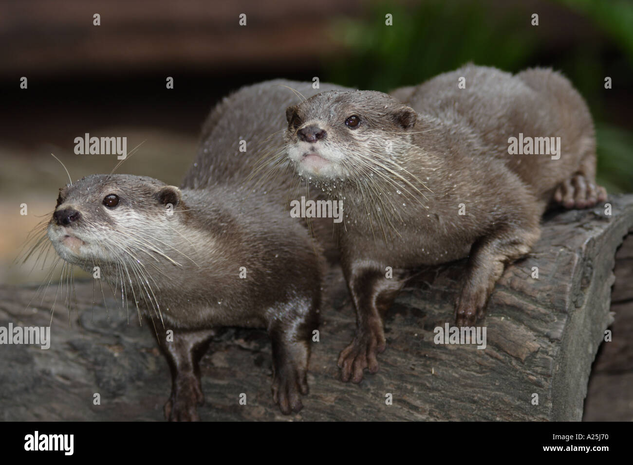 Asian small clawed otter swimming hi-res stock photography and images ...
