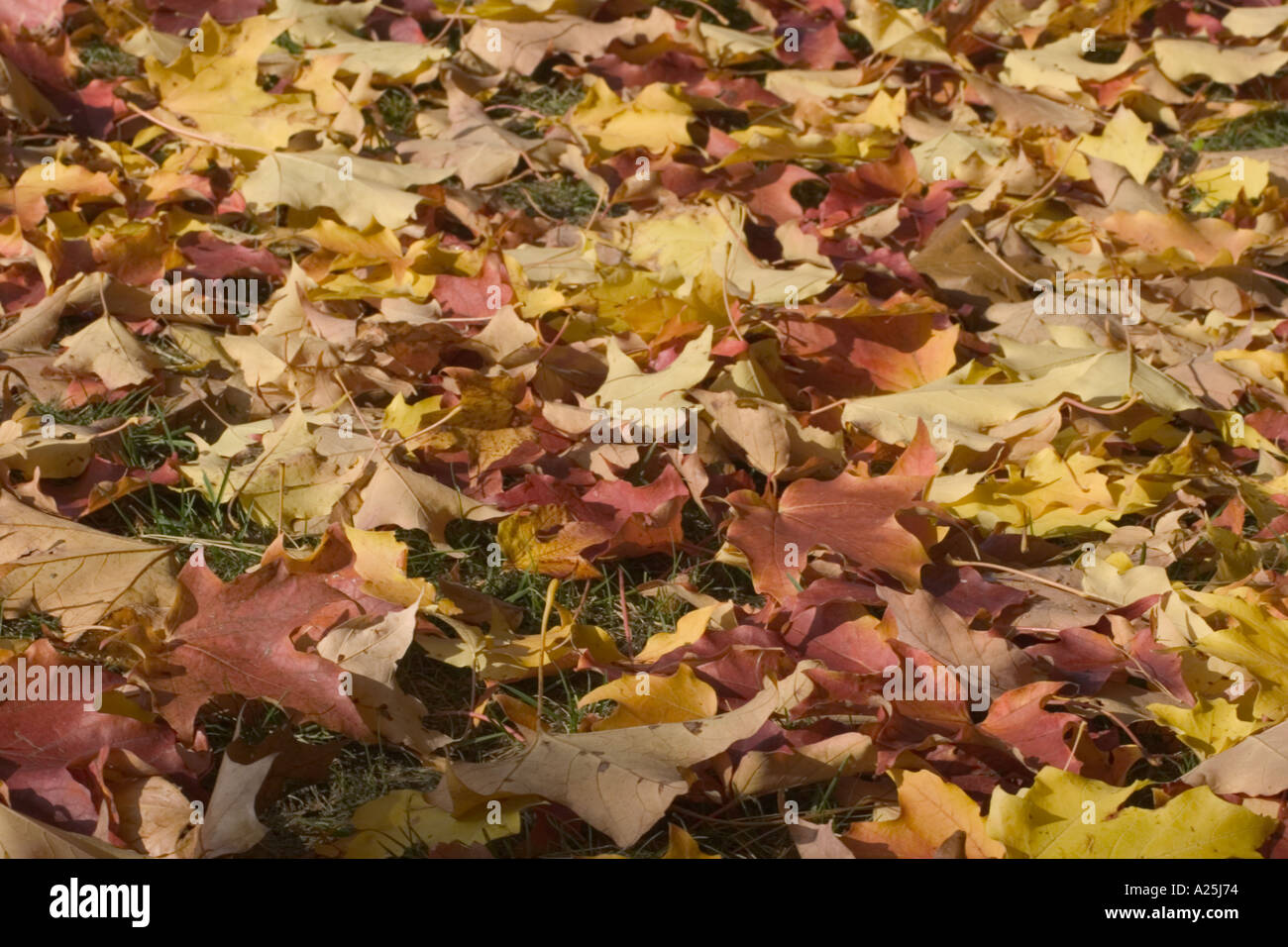Autumn leaves cover the ground Stock Photo - Alamy