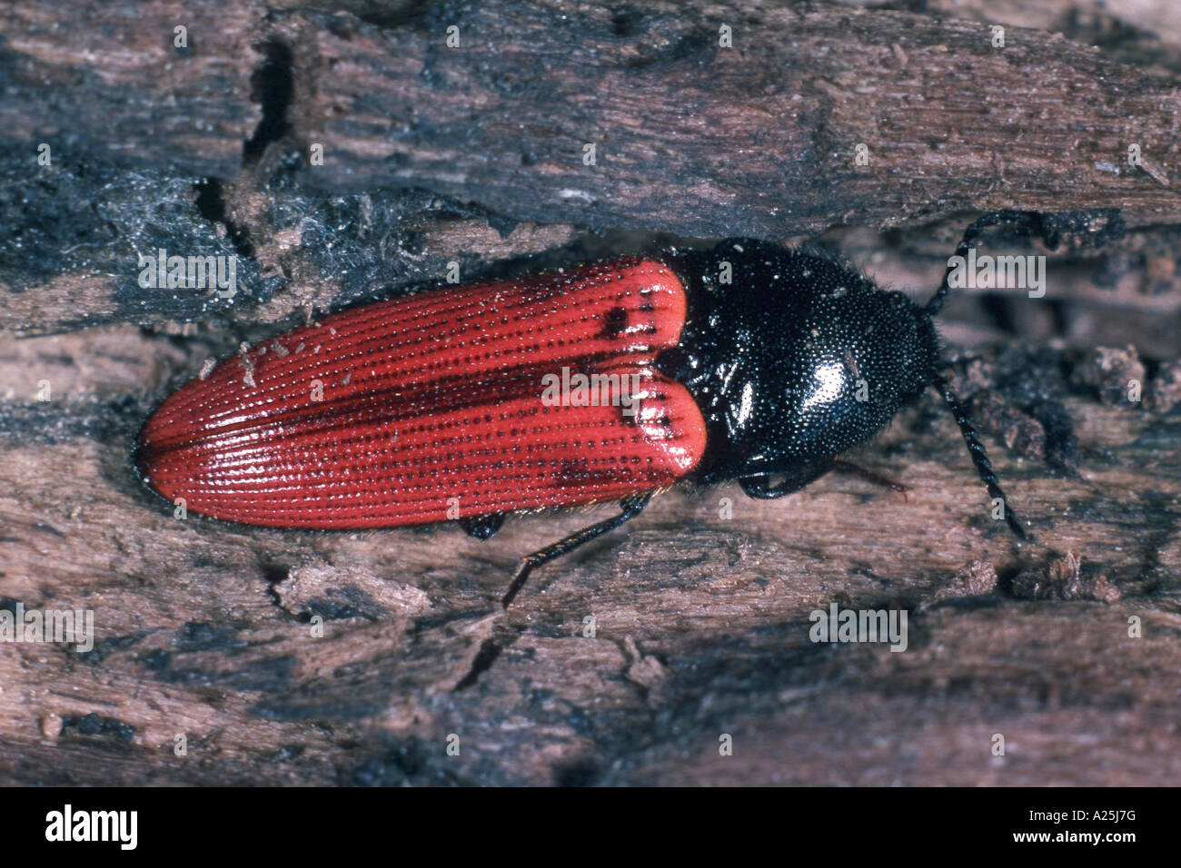 bloodred click beetle (Ampedus sanguineus), imago Stock Photo - Alamy