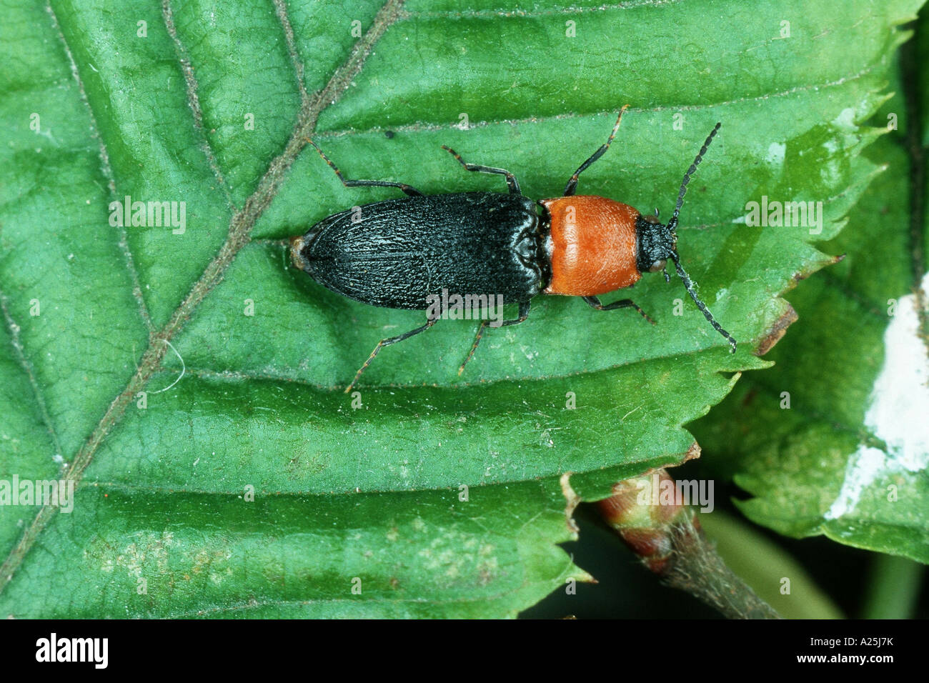 elater, click beetle (Cardiophorus gramineus), imago Stock Photo - Alamy