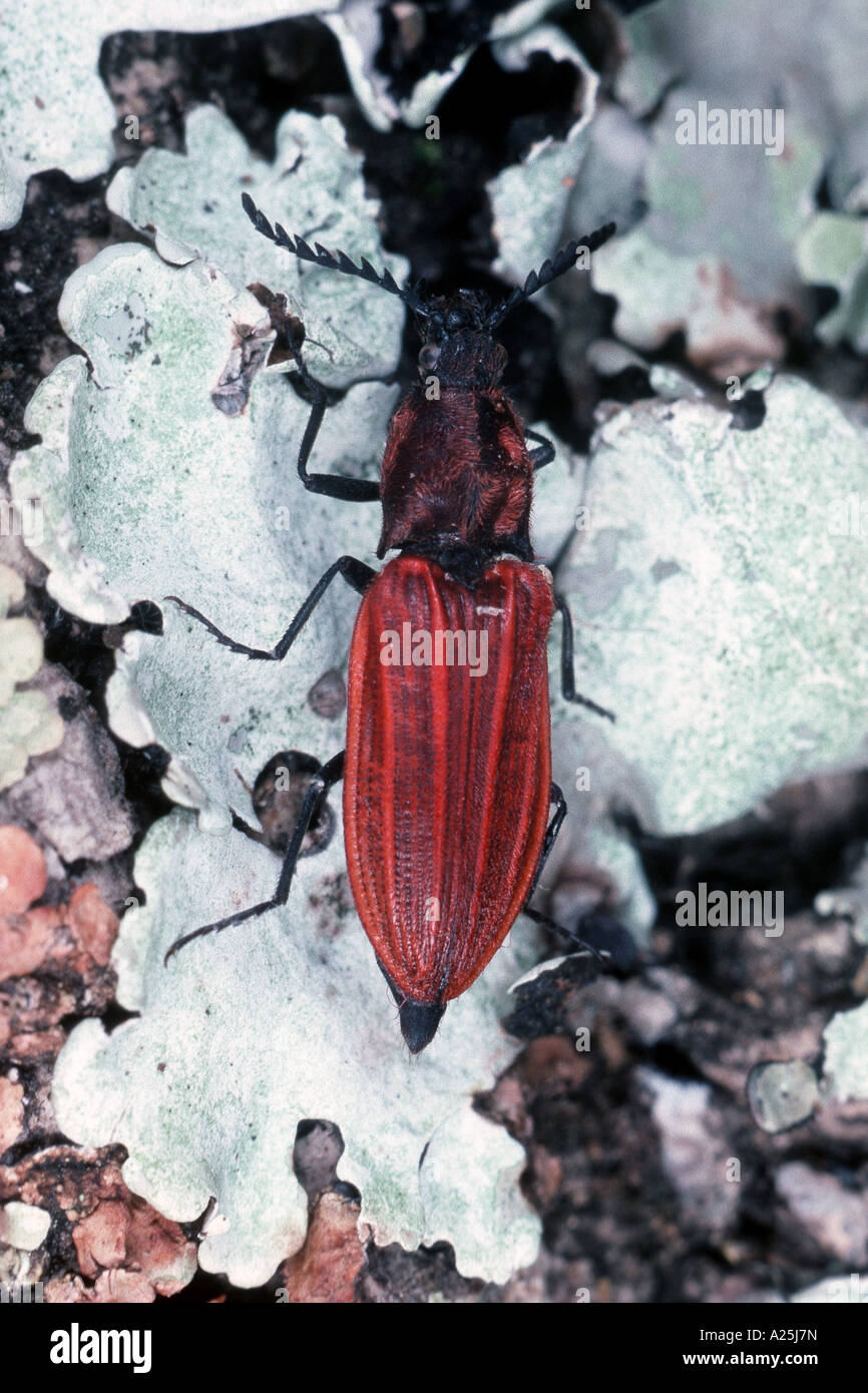 elater, click beetle (Anostrirus purpureus), imago Stock Photo - Alamy