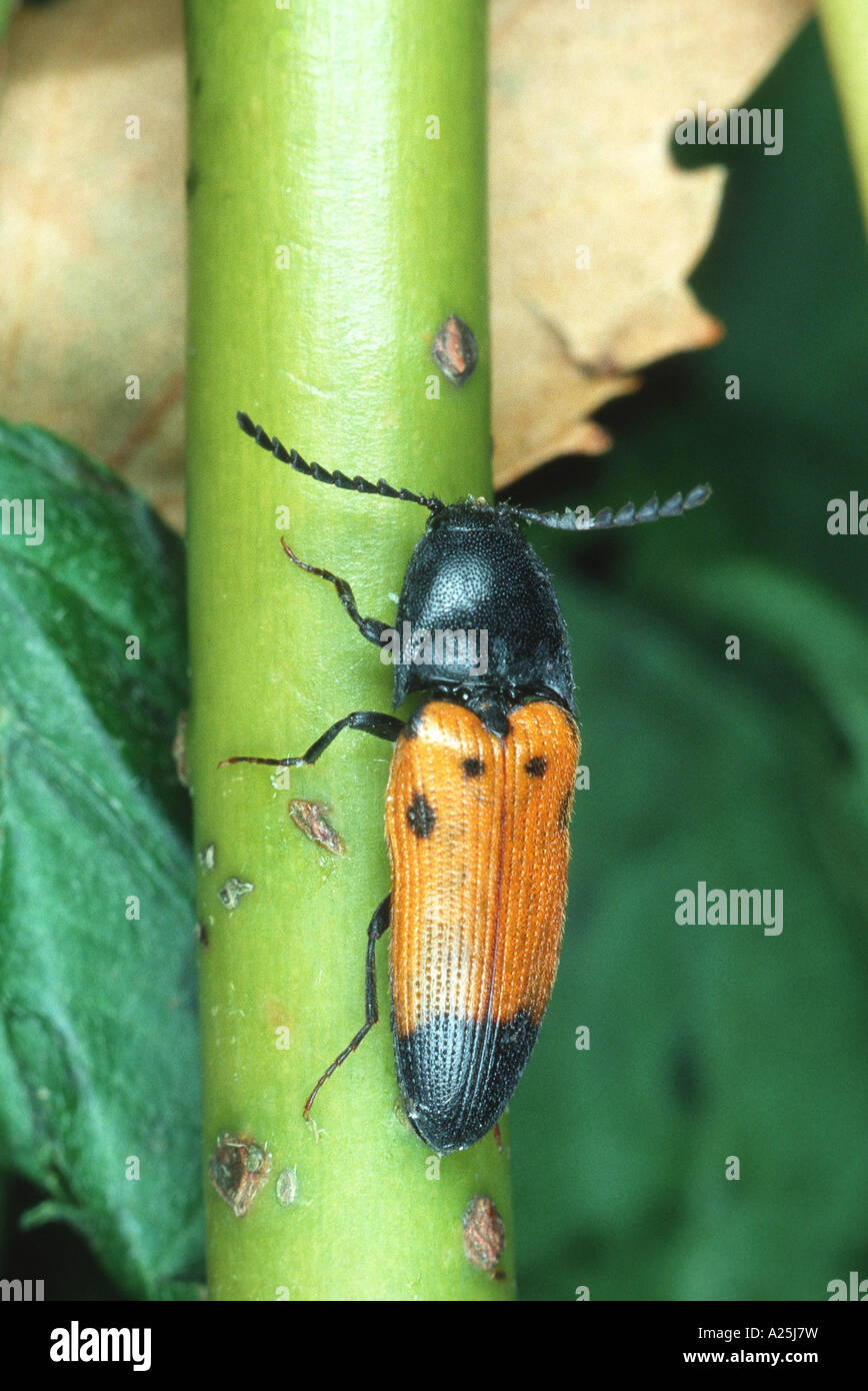 elater, click beetle (Ampedus quadrisignatus), imago Stock Photo - Alamy